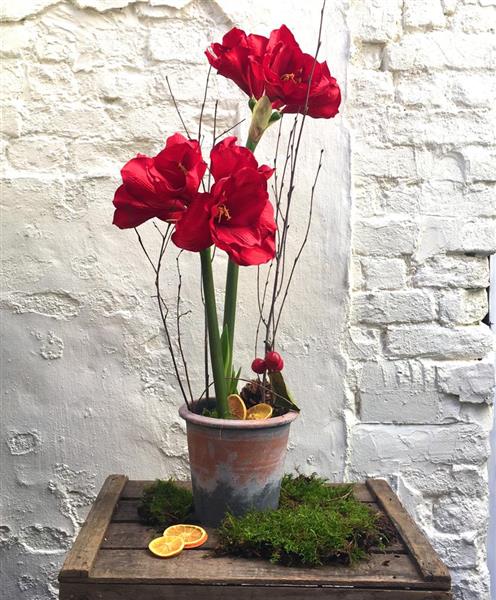 Seasonal Potted Amaryllis Bloom Florist Fareham