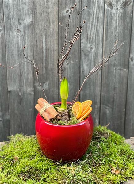Seasonal Potted Amaryllis Bloom Florist Fareham